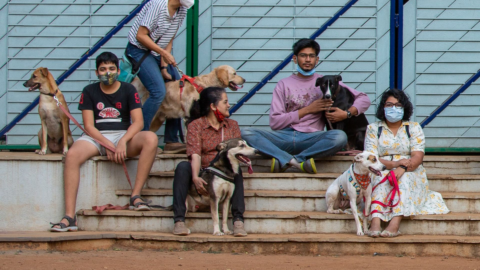 What are a dog's calming signals? - Nordic Education Centre for Dog ...