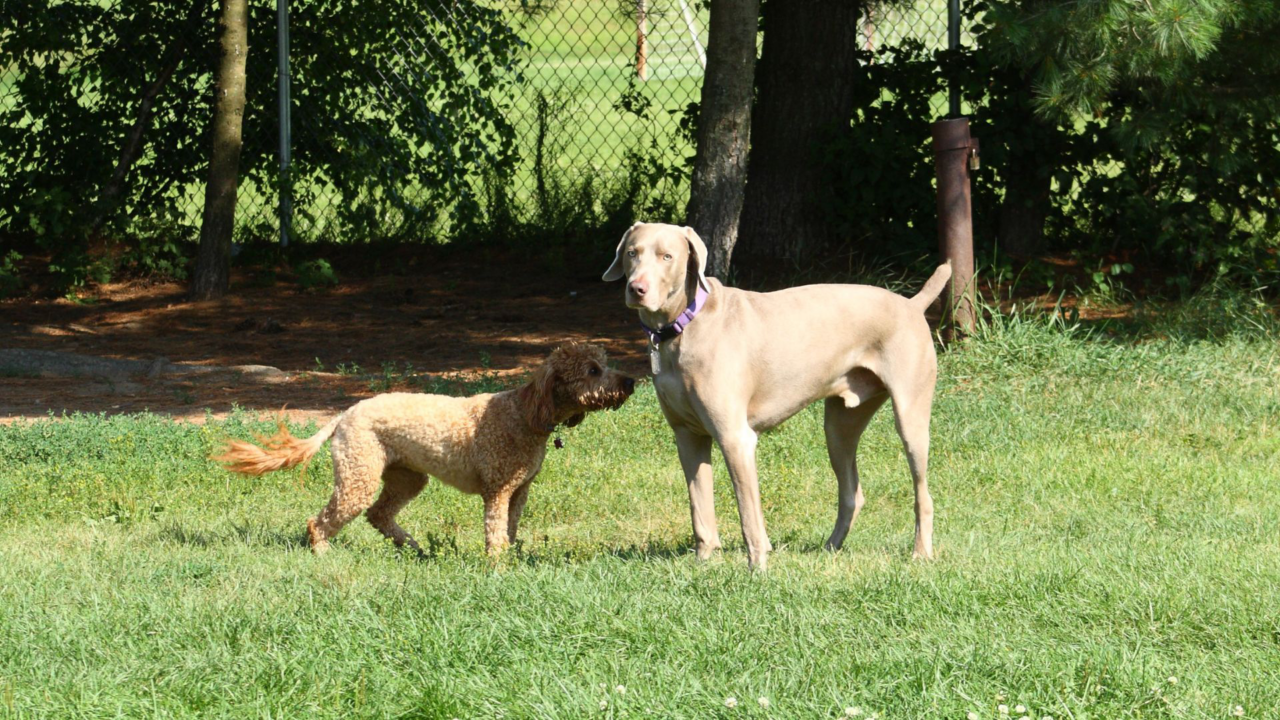 What are a dog's calming signals? - Nordic Education Centre for Dog ...