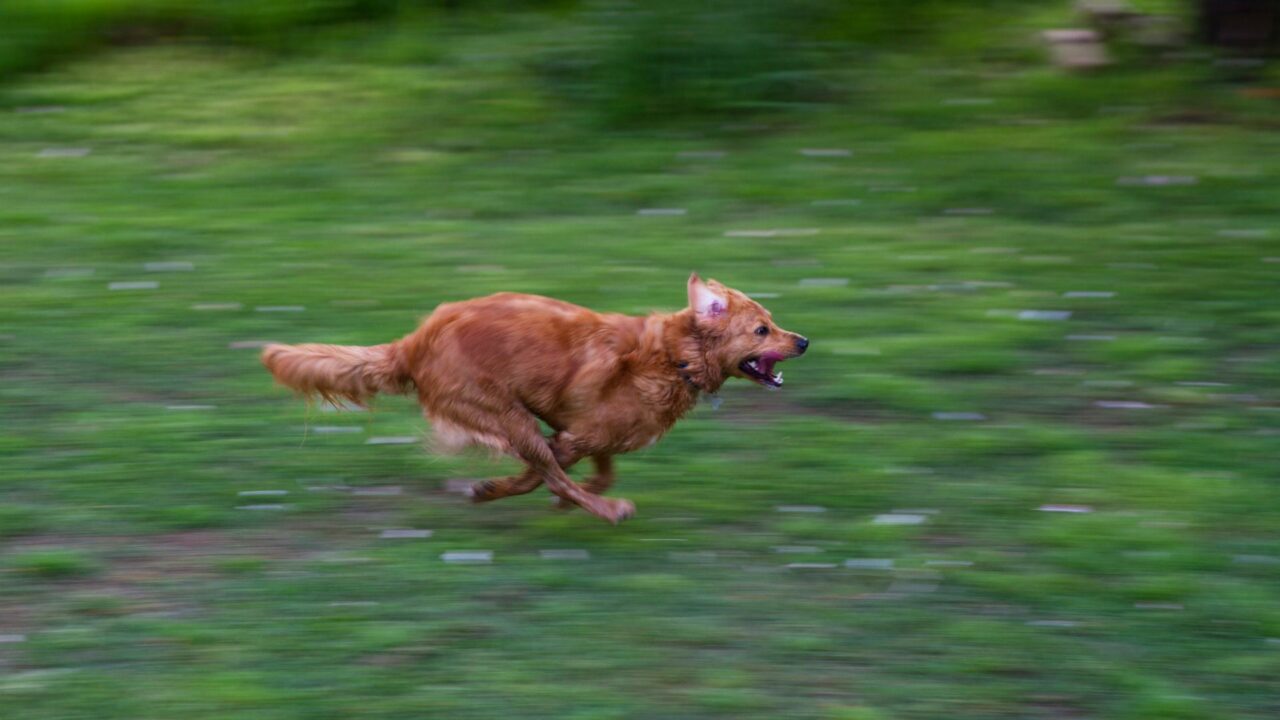 What are a dog’s different gaits? - Nordic Education Centre for Dog ...