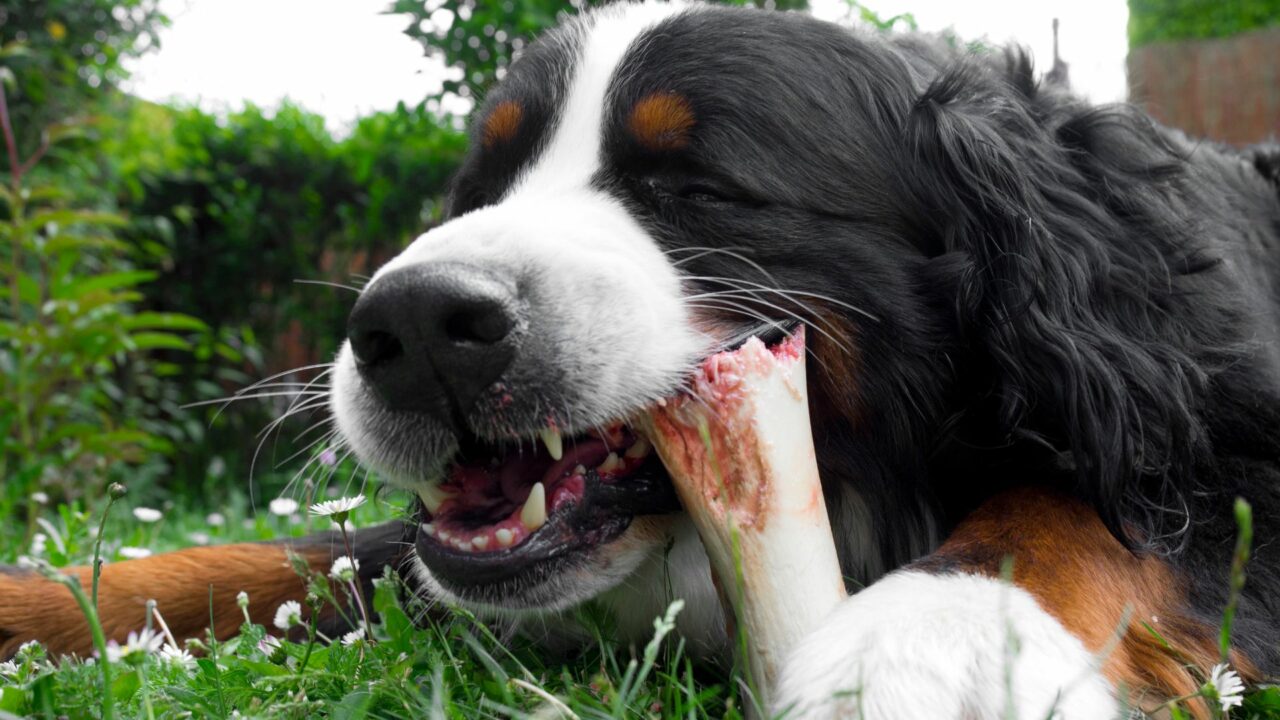 Why do dogs chase cats? - Nordic Education Centre for Dog Trainers